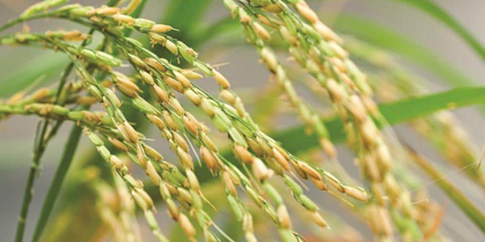 Temasek Rice: A More Resilient Rice Variety to Enhance Our Food ...